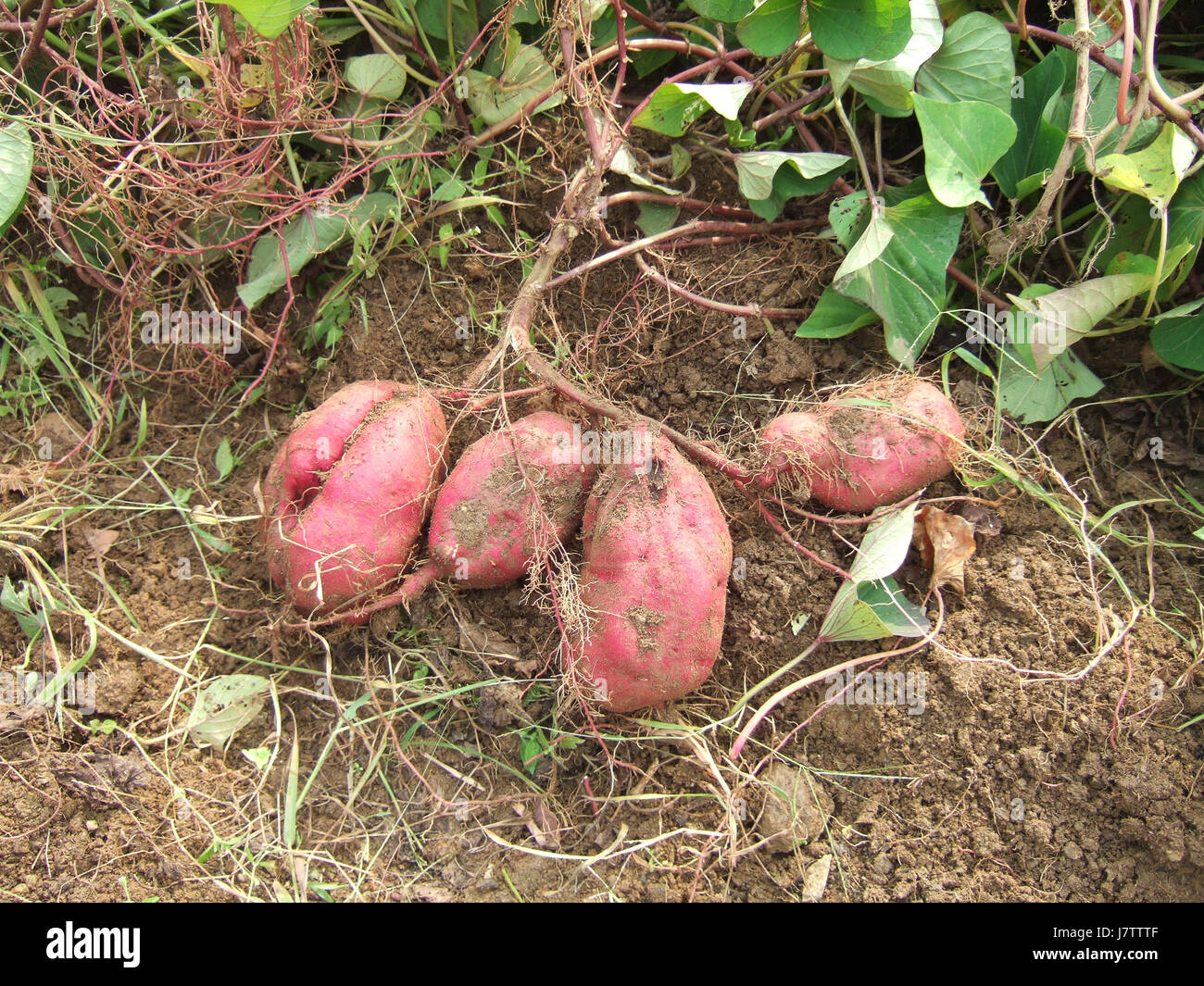 Sweet potato hi-res stock photography and images - Alamy
