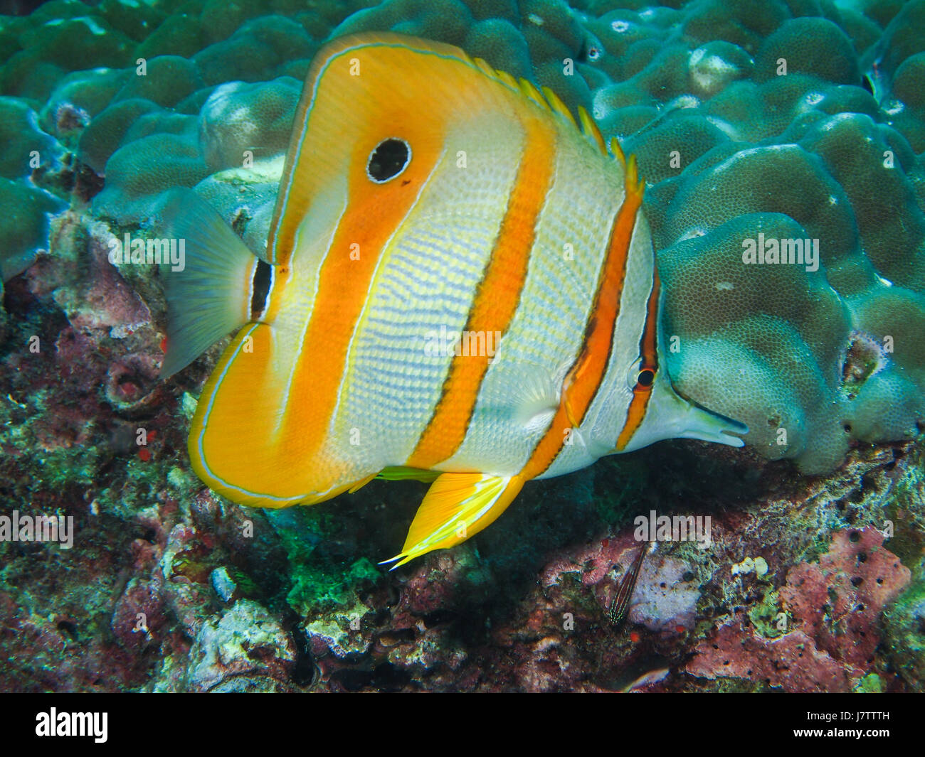 Copperbanded Butterflyfish fish in the coral reef Stock Photo - Alamy