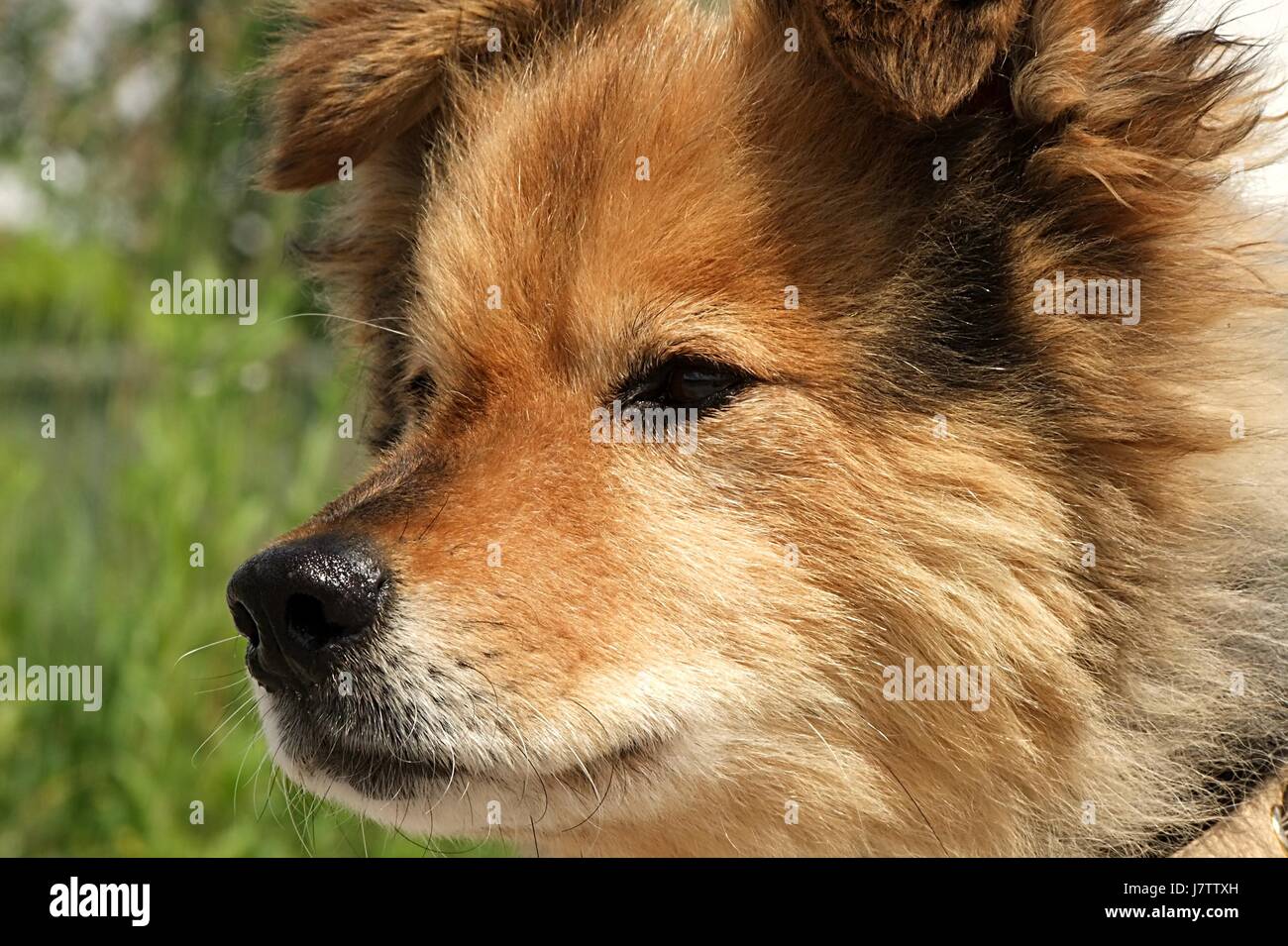 Mongrel puppy hi-res stock photography and images - Alamy