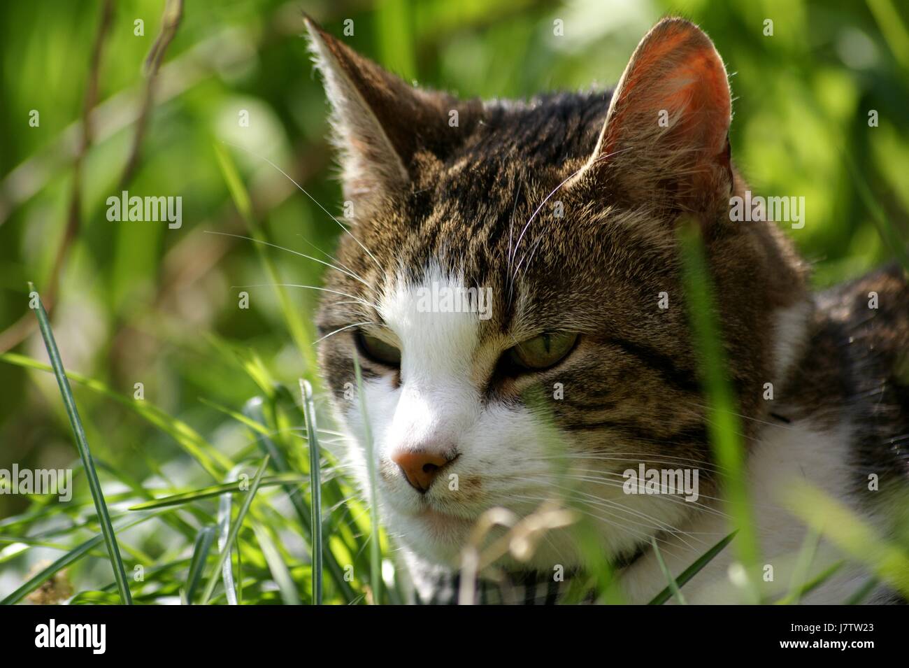 Sleepily hi-res stock photography and images - Alamy