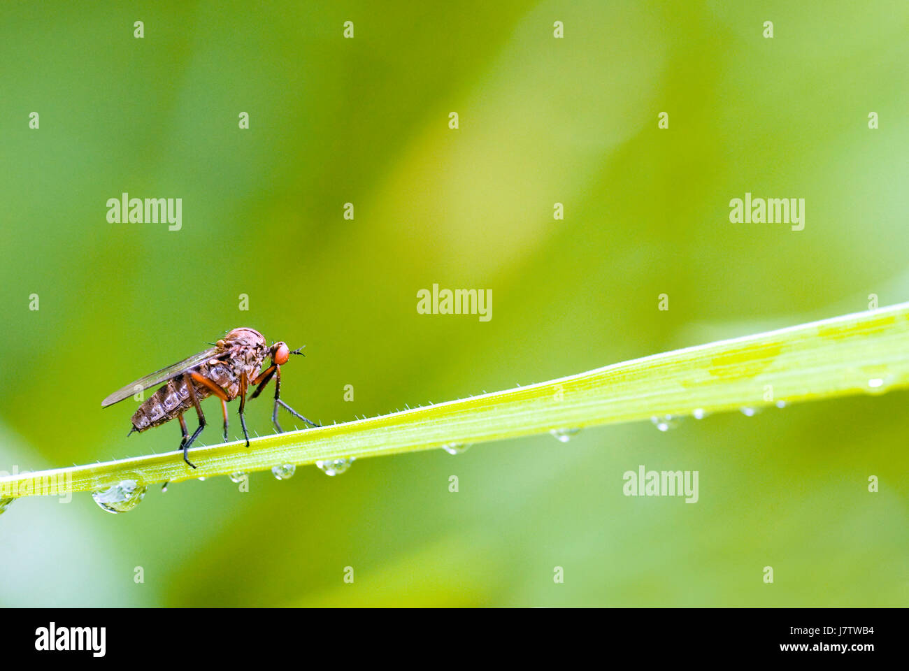 profile closeup animal insect drop meadow grass lawn green drip drops ...