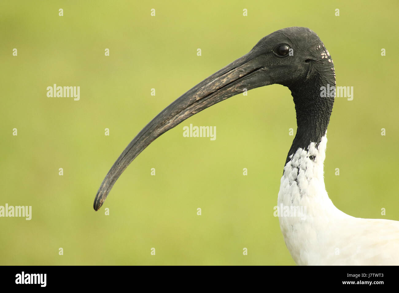 A portrait of an Australian Ibis highlighting its long beak Stock Photo ...