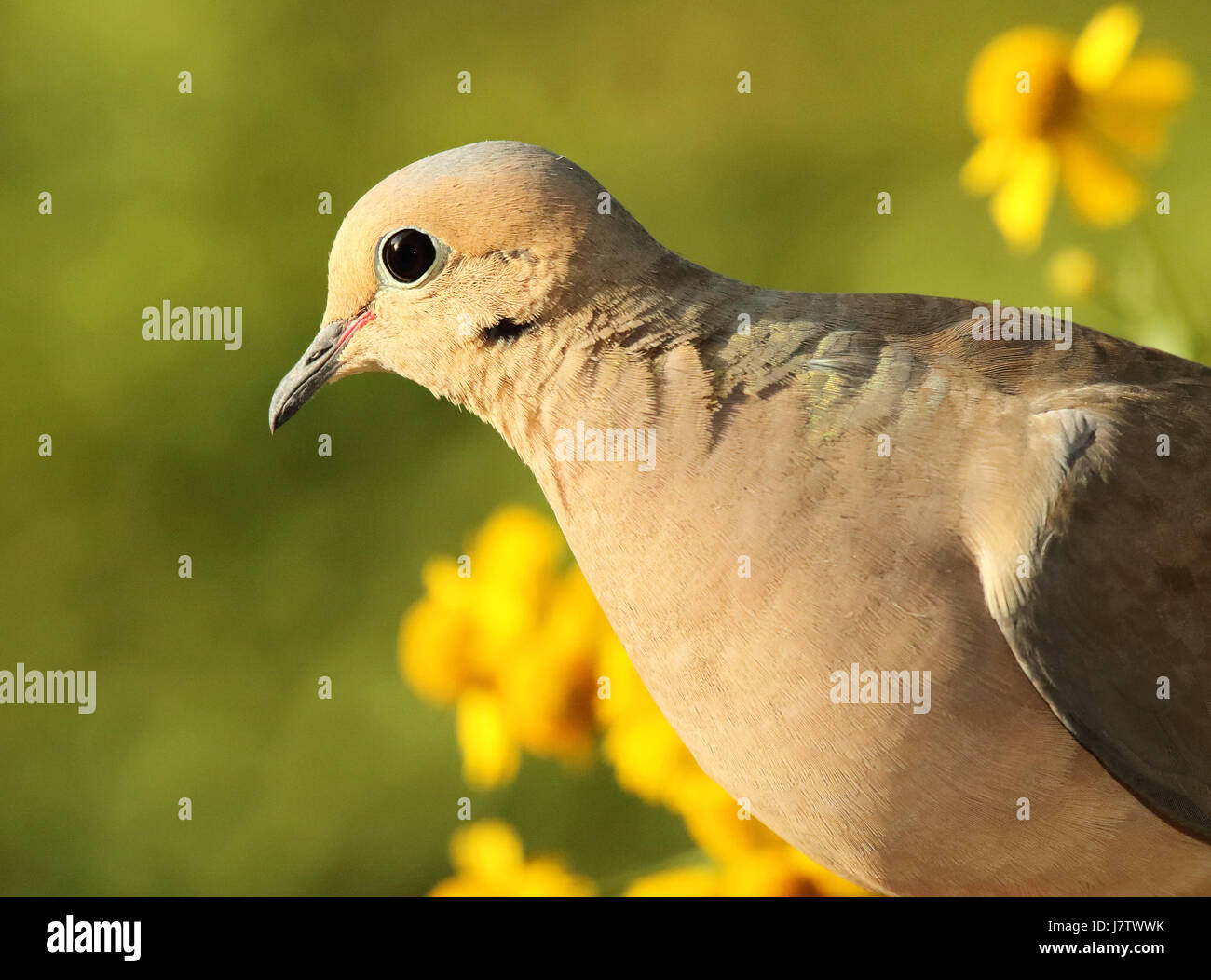 Female mourning dove hi-res stock photography and images - Alamy