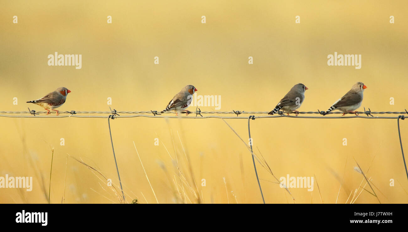 A flock of Zebra Finches perched on a fence during summer in Australia ...