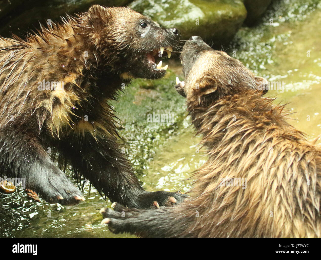 Wolverine hi-res stock photography and images - Alamy