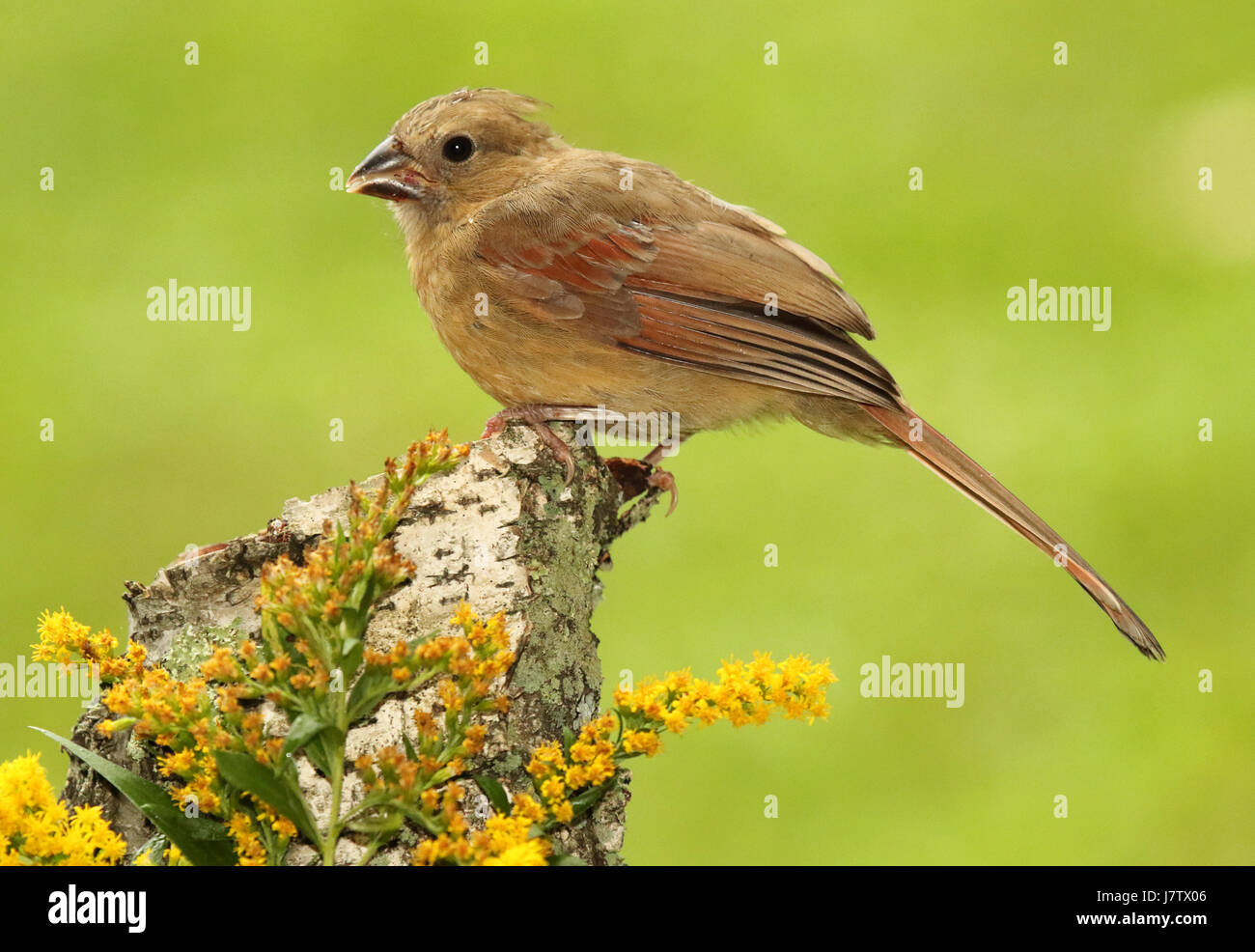 A female Northern Cardinal perched atop Goldenrod during summer in ...