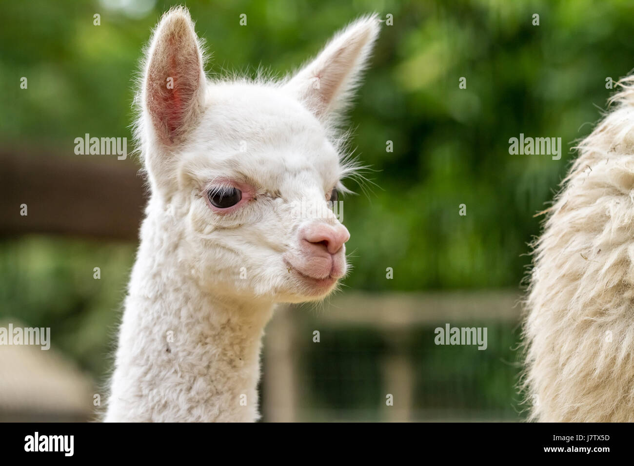 In the animal garden this beautiful young lama runs Stock Photo - Alamy