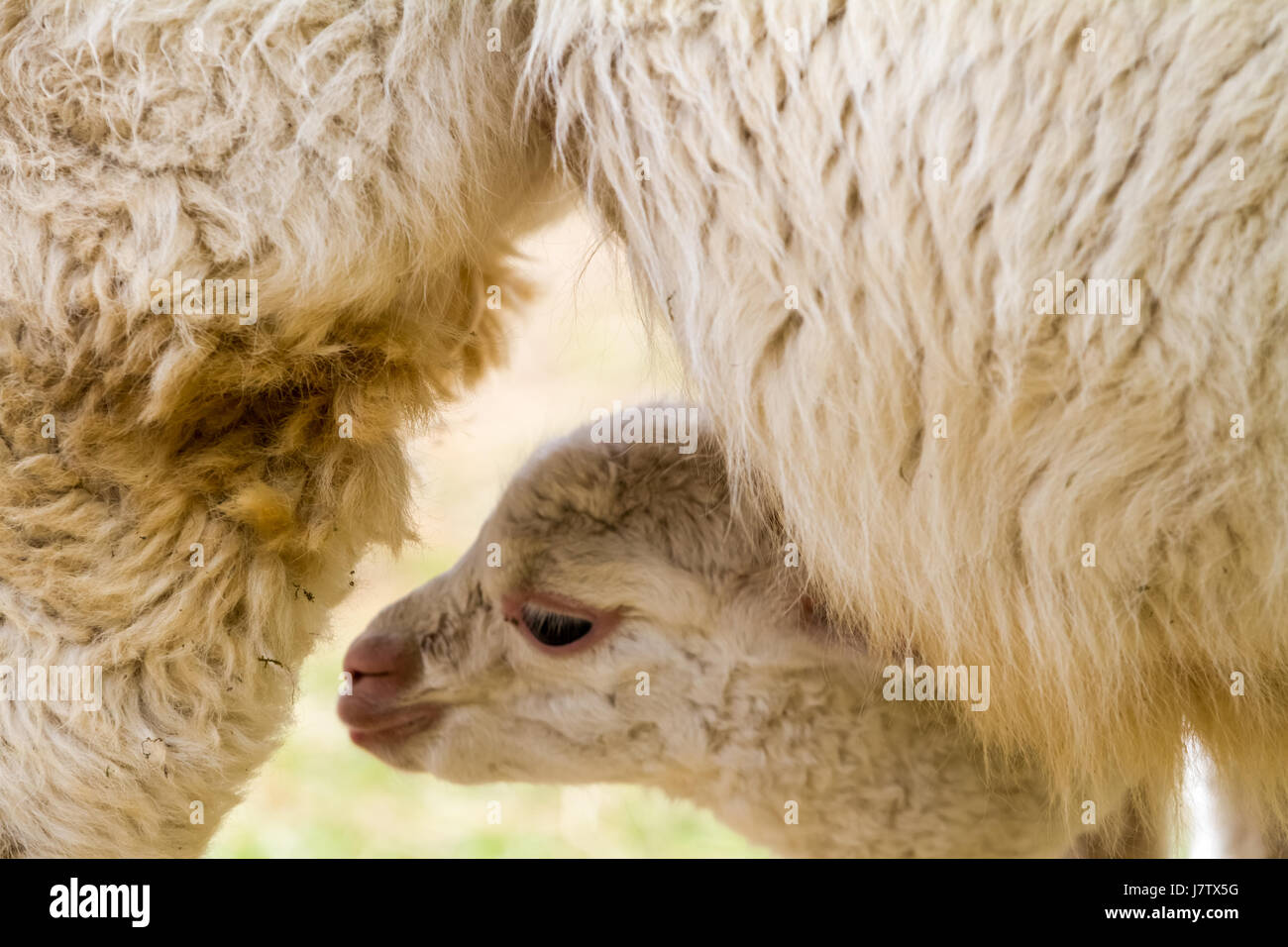 In the animal garden this beautiful young lama runs Stock Photo - Alamy