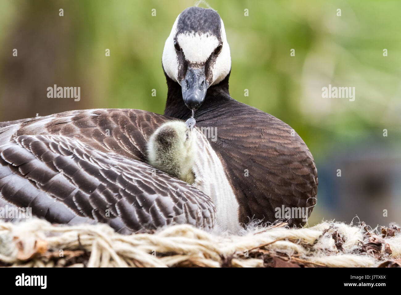 Female mother canadian goose hi-res stock photography and images - Alamy