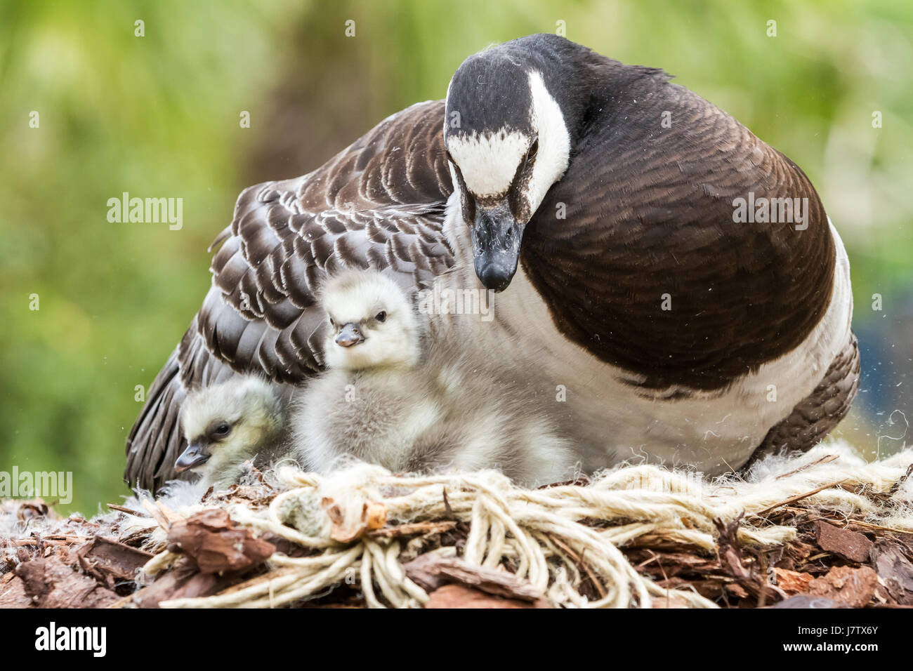 Mother goose with her young under her wing Stock Photo - Alamy