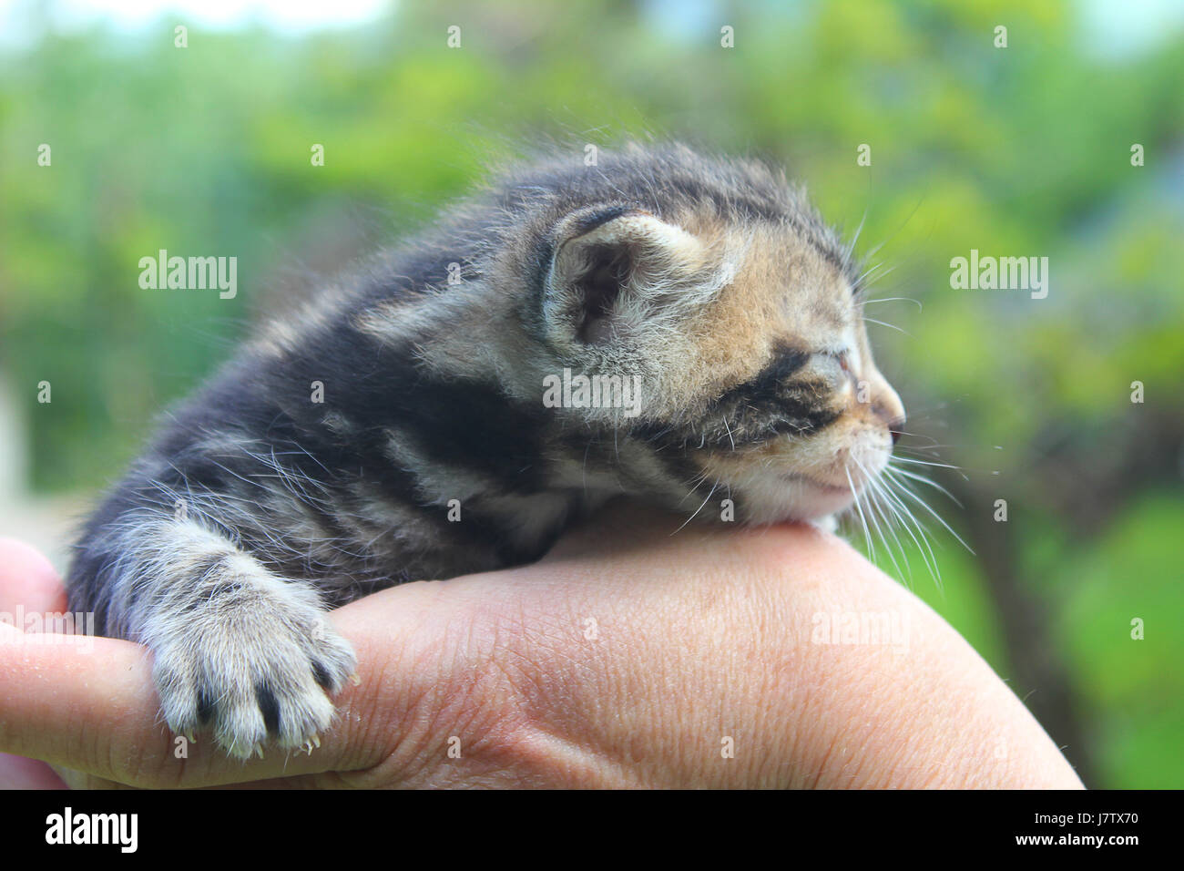 a little cat on hand Stock Photo - Alamy