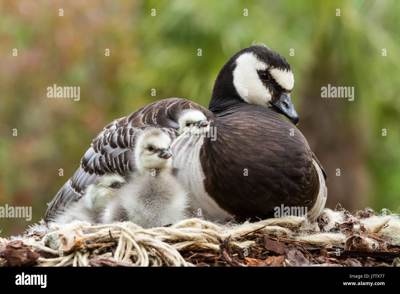 Mother goose with her young under her wing Stock Photo - Alamy
