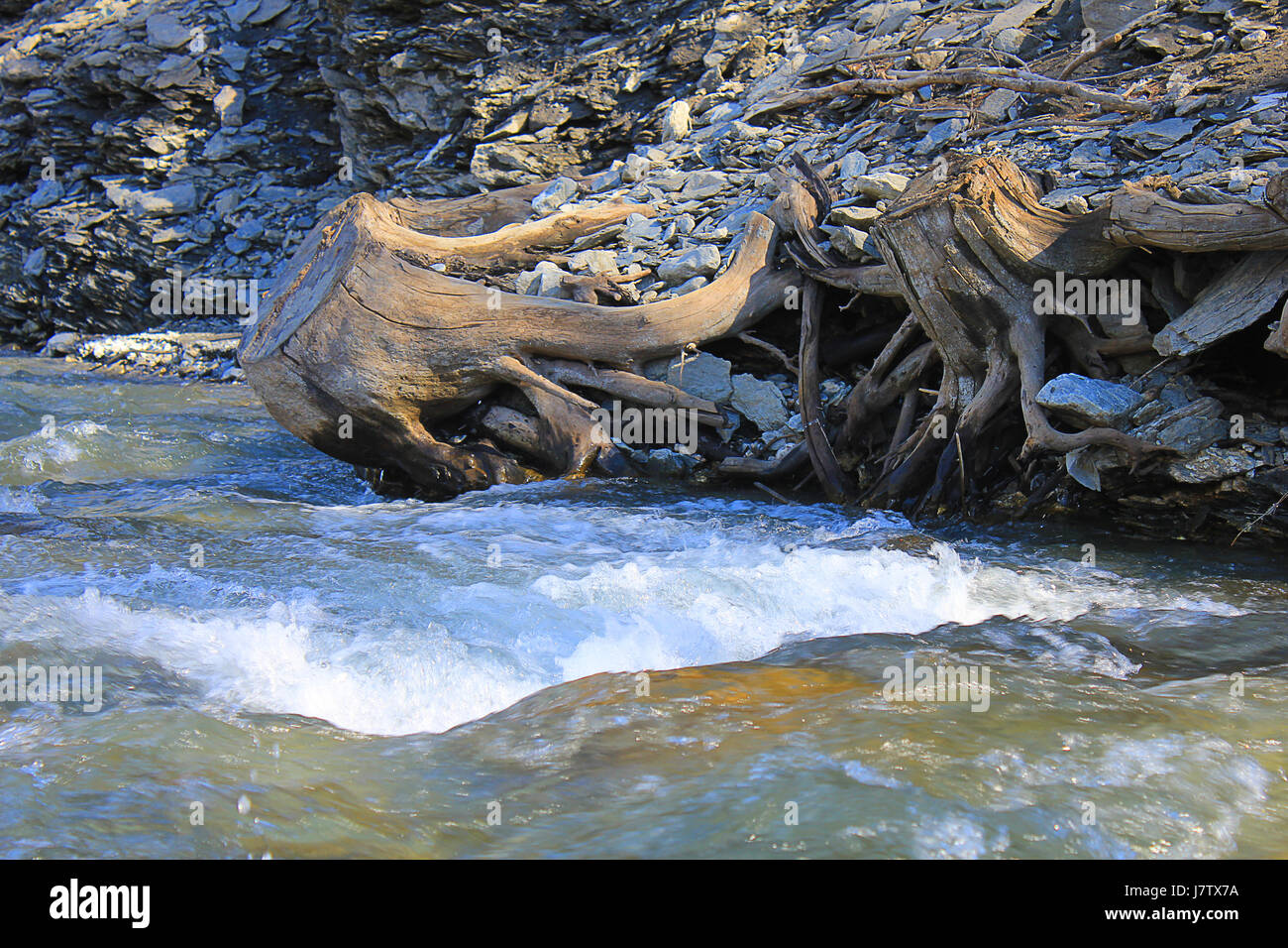 a trunk on the side of the river Stock Photo - Alamy