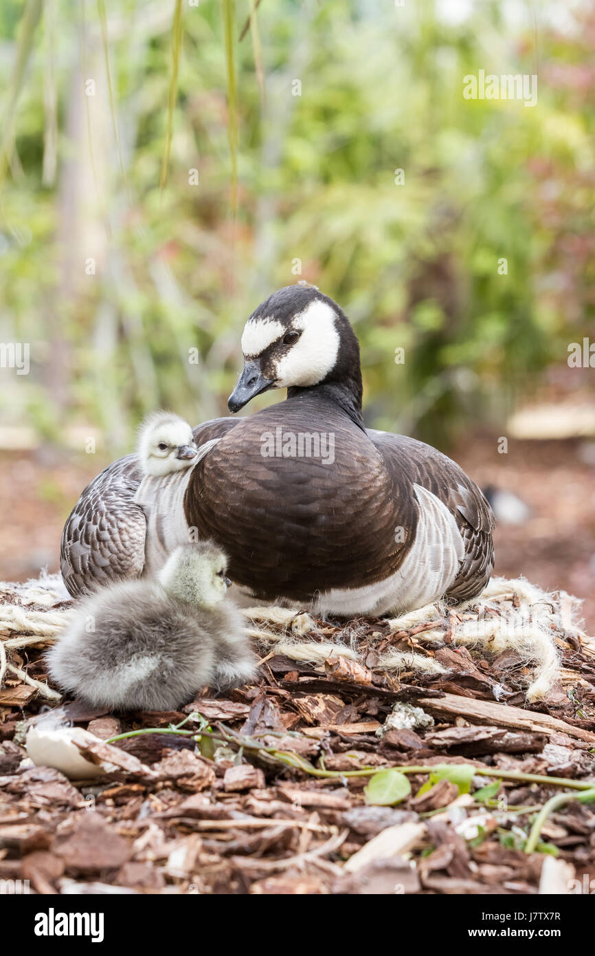 Mother goose with her young under her wing Stock Photo - Alamy