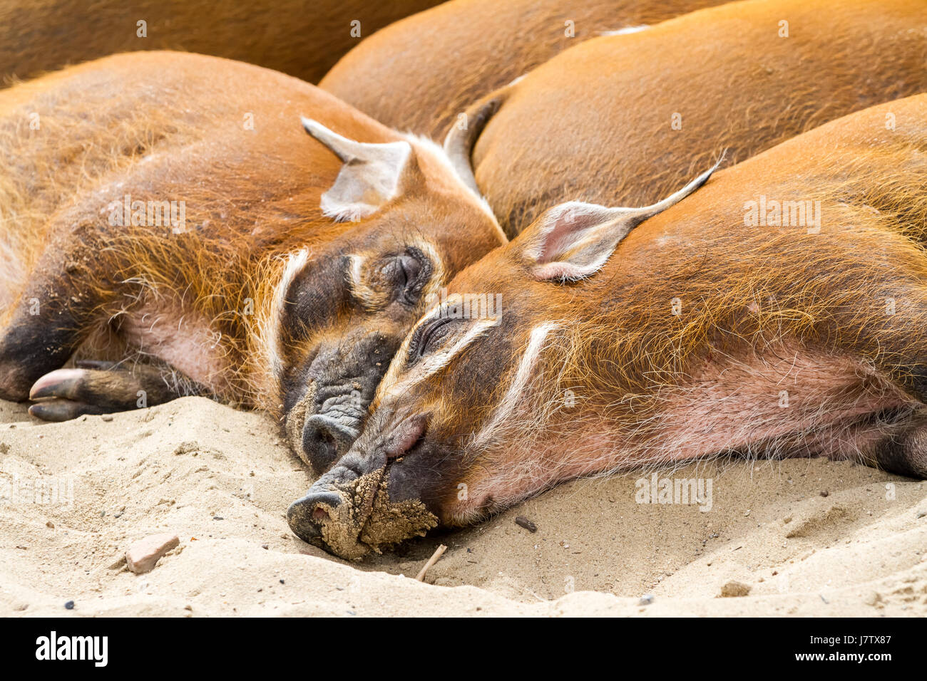 These wild african pigs are doing a nap for an afternoon Stock Photo ...