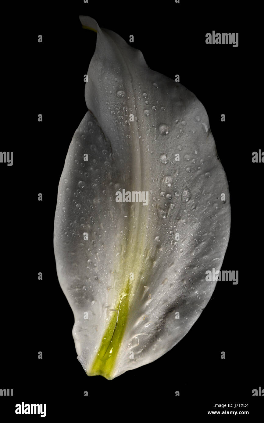 Soft Moist Flower Petals High Resolution Stock Photography and Images ...