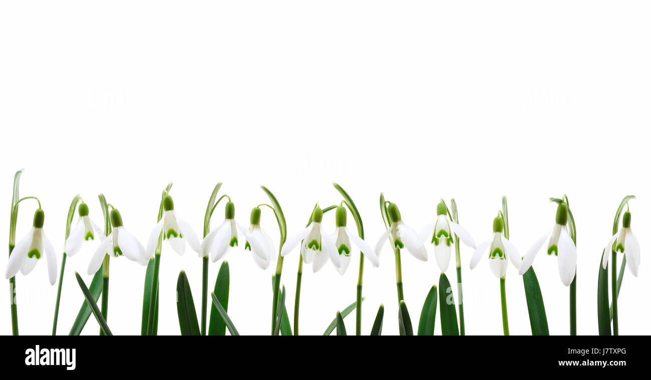 isolated flower plant flowers spring snowdrop cutout border close ...