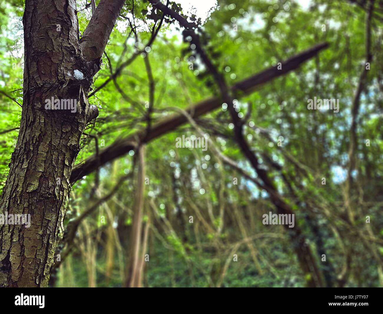 Standing out among the crowd Stock Photo - Alamy