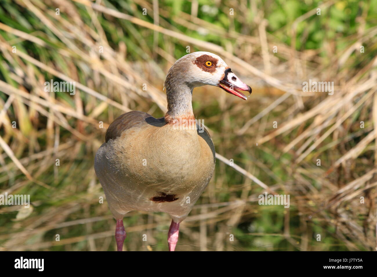 duck in closeup Stock Photo - Alamy