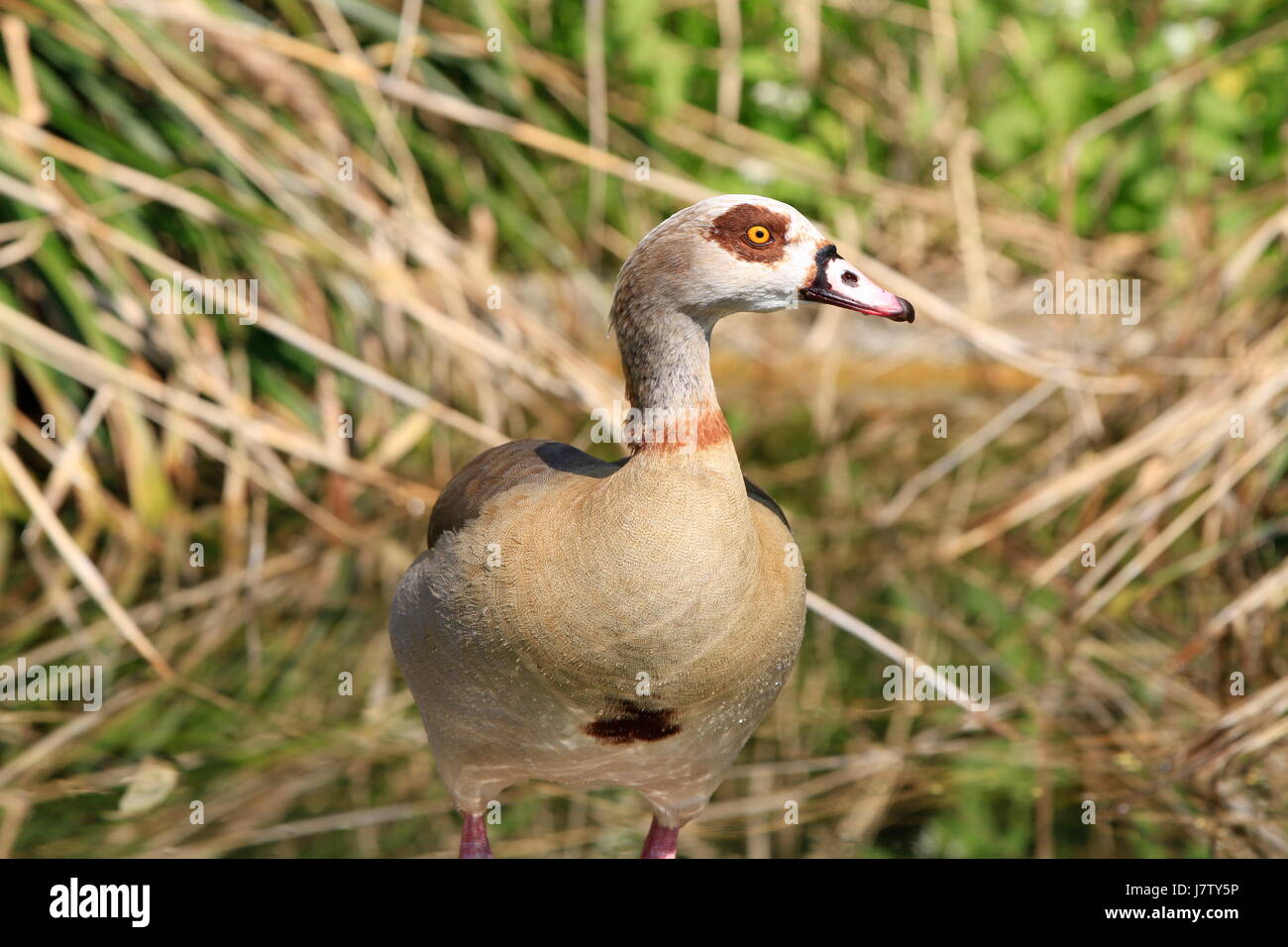 bird eye organ birds eyes beak feathering duck beaks head macro close ...
