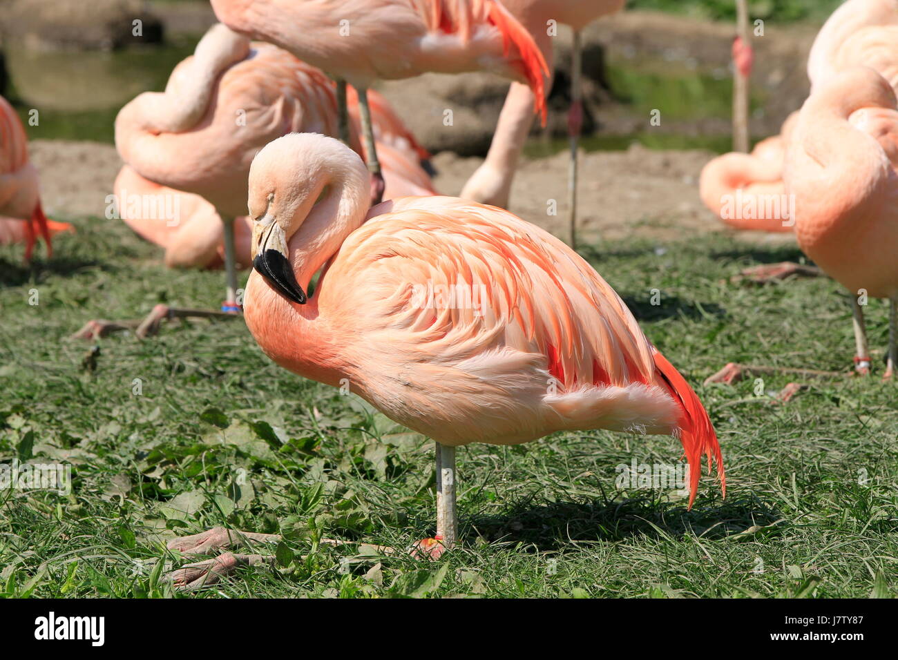animal bird animals birds animal world flamingos pink flamingo legs ...
