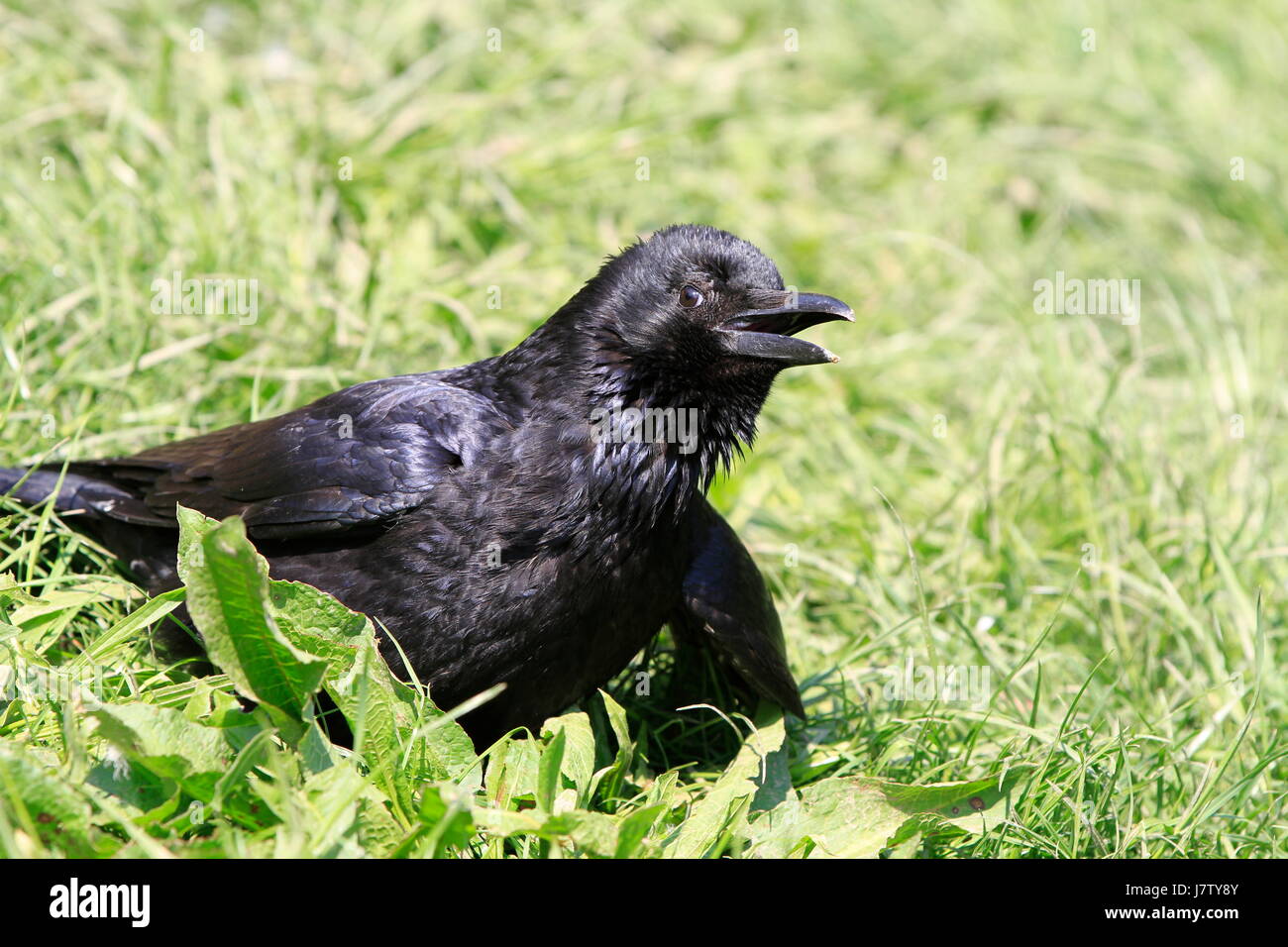 bird black swarthy jetblack deep black birds beak feathering crow daw ...