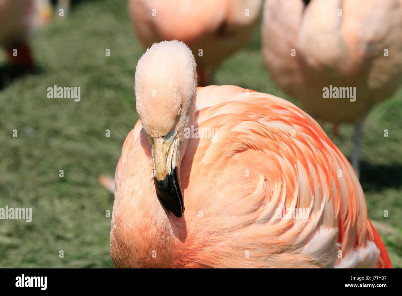 animal bird animals birds animal world flamingos pink flamingo legs ...