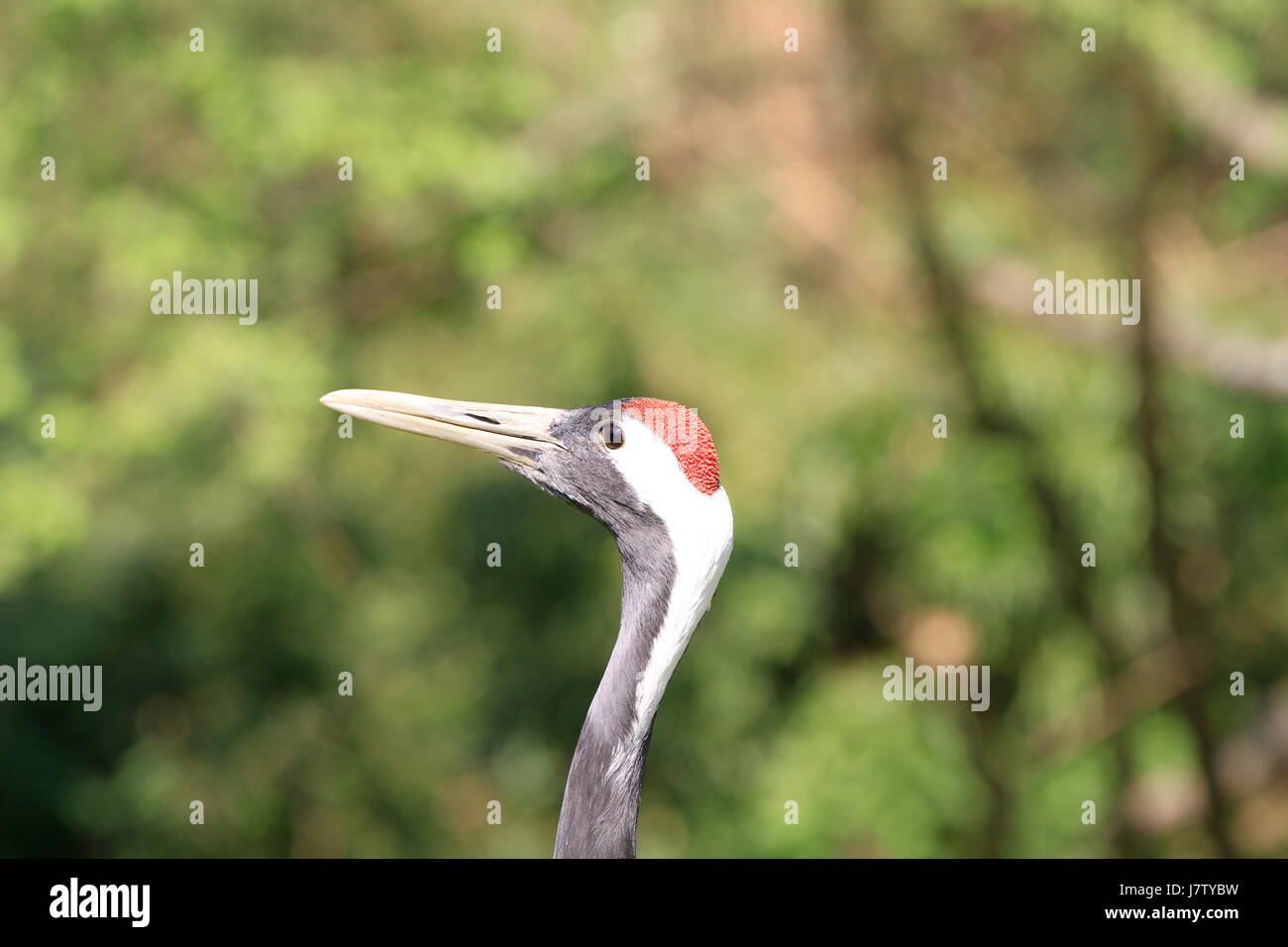 bird portrait fish birds beak heron beaks macro close-up macro ...