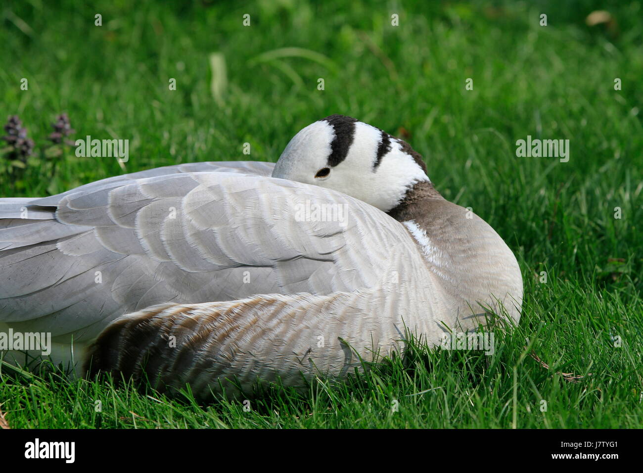 bird eye organ birds eyes beak feathering duck beaks head macro close ...