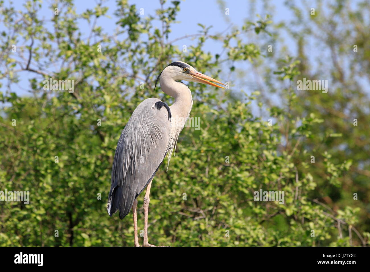 bird portrait fish birds beak heron beaks macro close-up macro ...