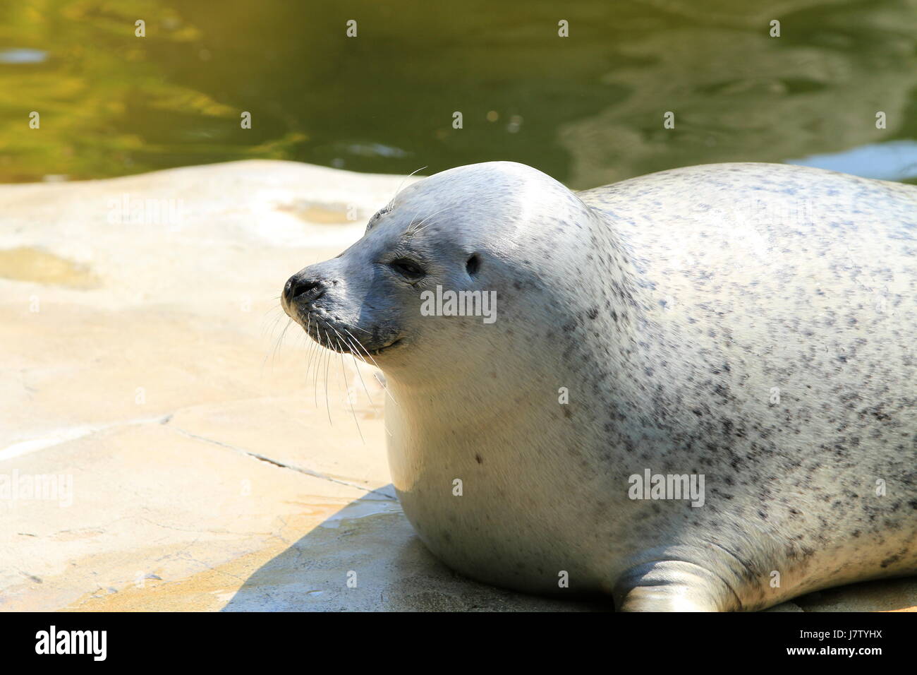Dummy seal hi-res stock photography and images - Alamy
