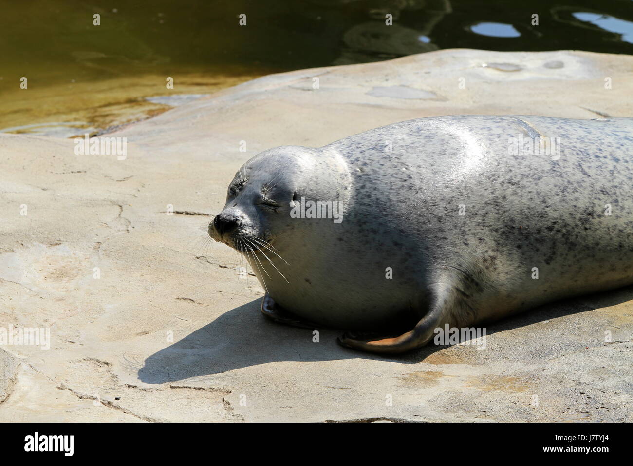 seal in closeup Stock Photo - Alamy