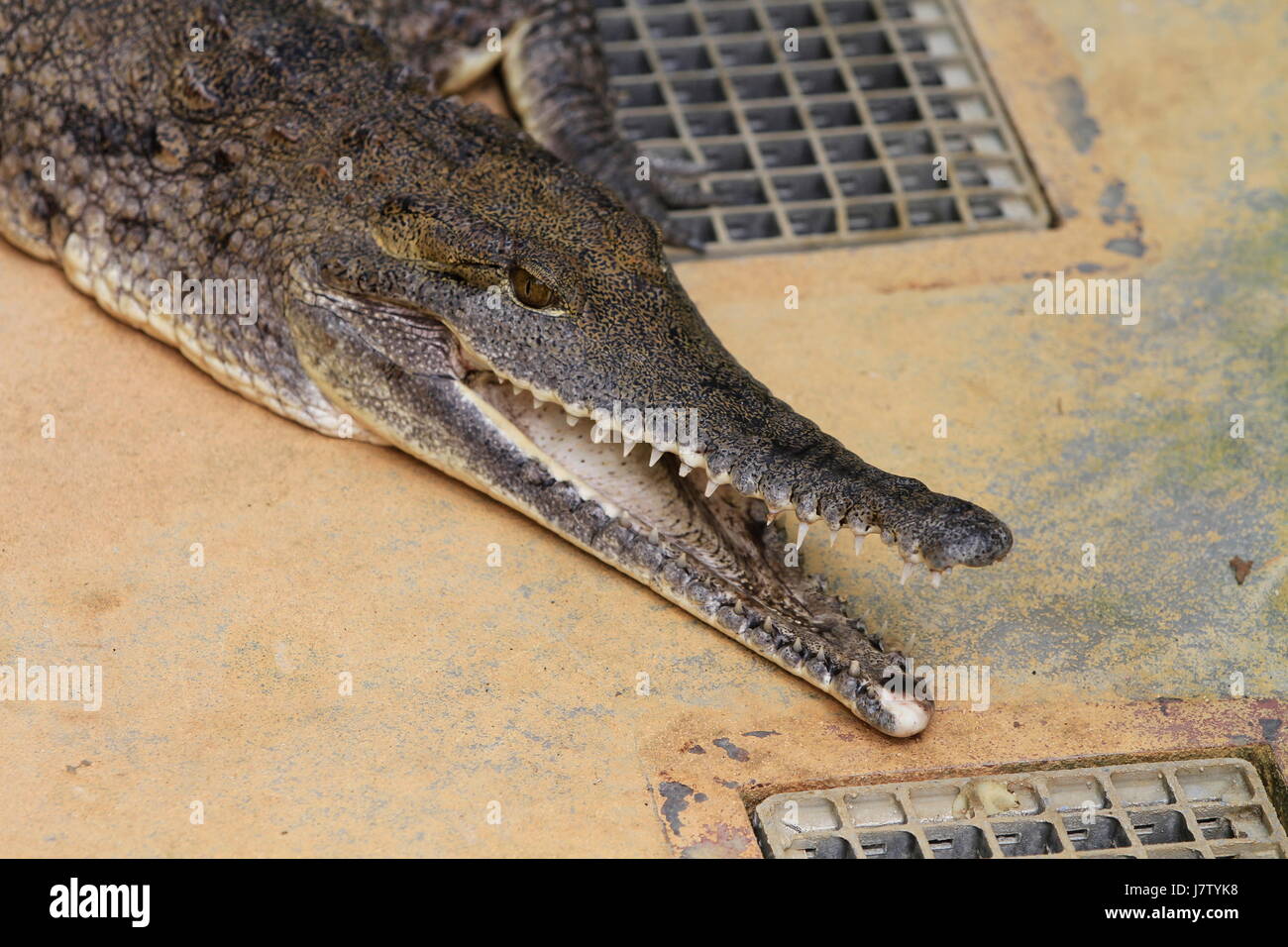 reptile crocodile saurian armour nile legs macro close-up macro ...