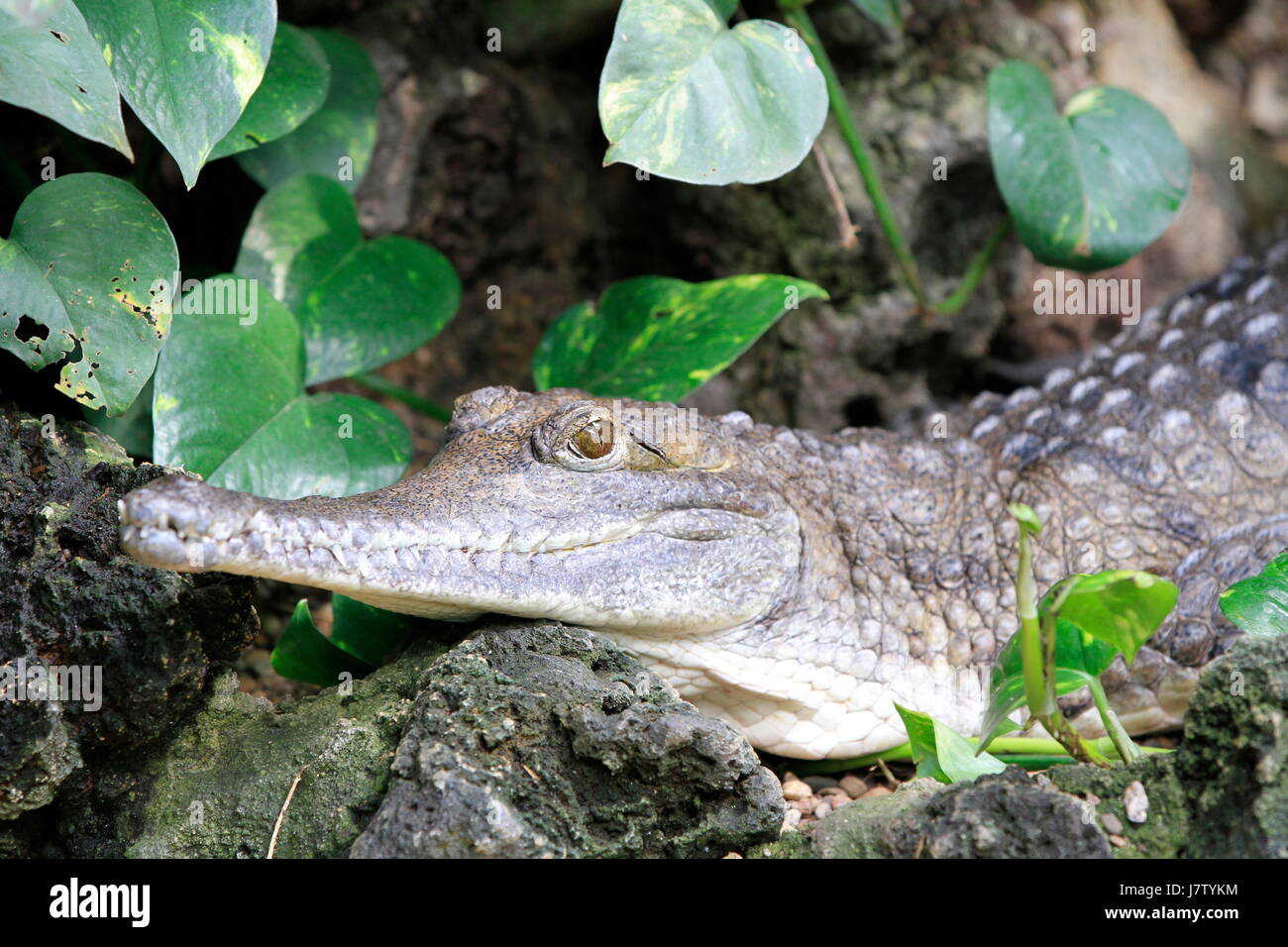 reptile crocodile saurian armour nile legs macro close-up macro ...
