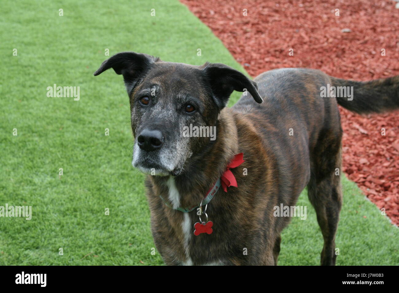 Brindle Shepherd Dog Standing on Grass Stock Photo - Alamy