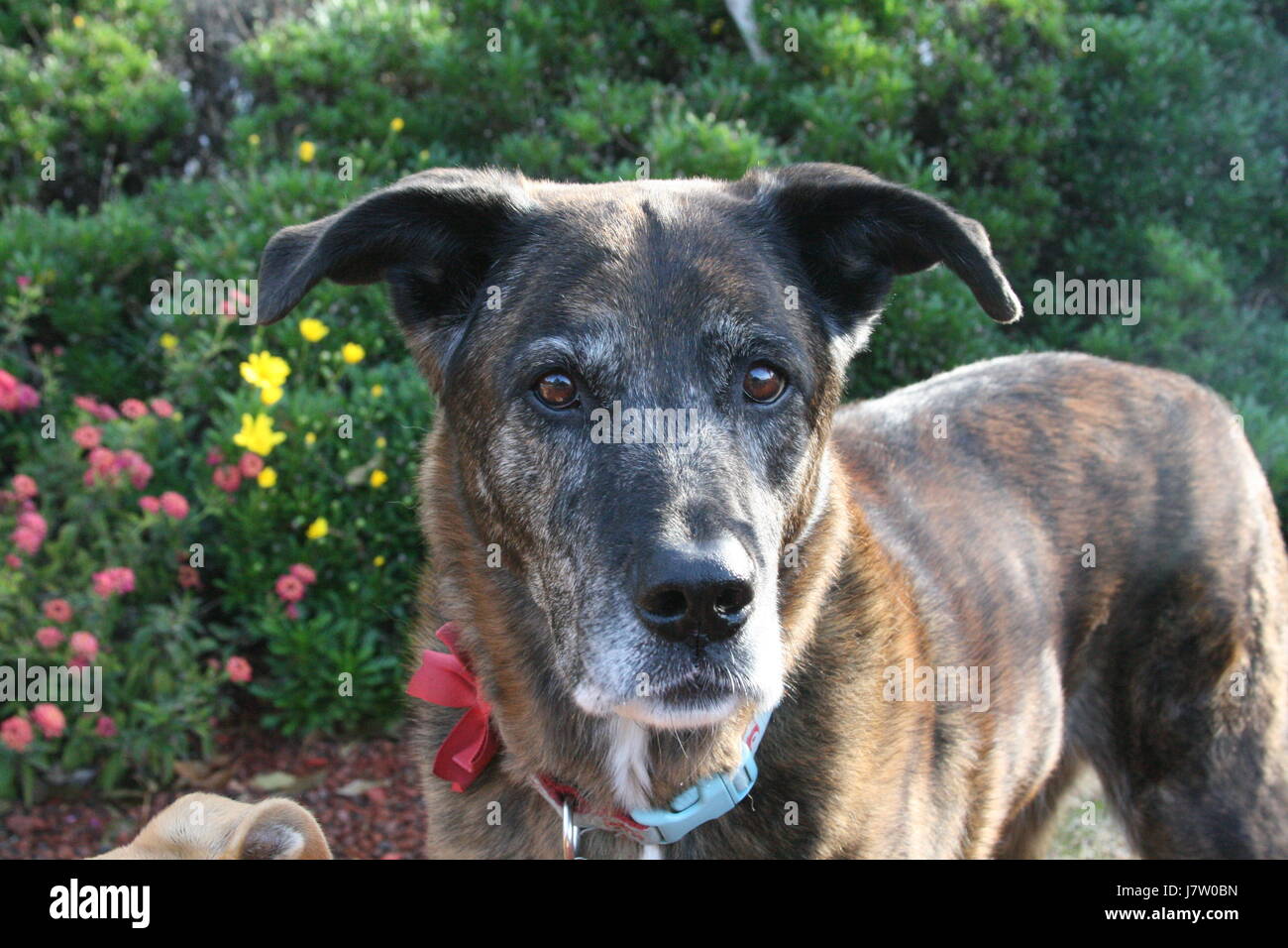 Brindle Stock Photos & Brindle Stock Images - Alamy