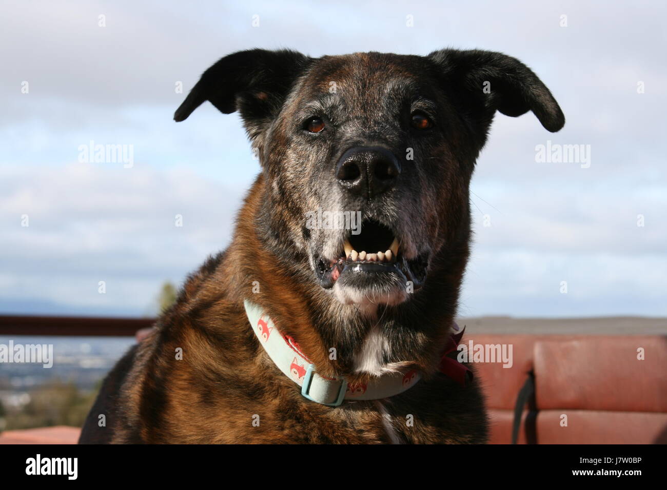 Brindle Shepherd Dog Stock Photo - Alamy