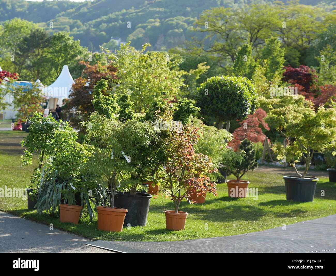 Trees for sale at Malvern Spring garden show Stock Photo - Alamy
