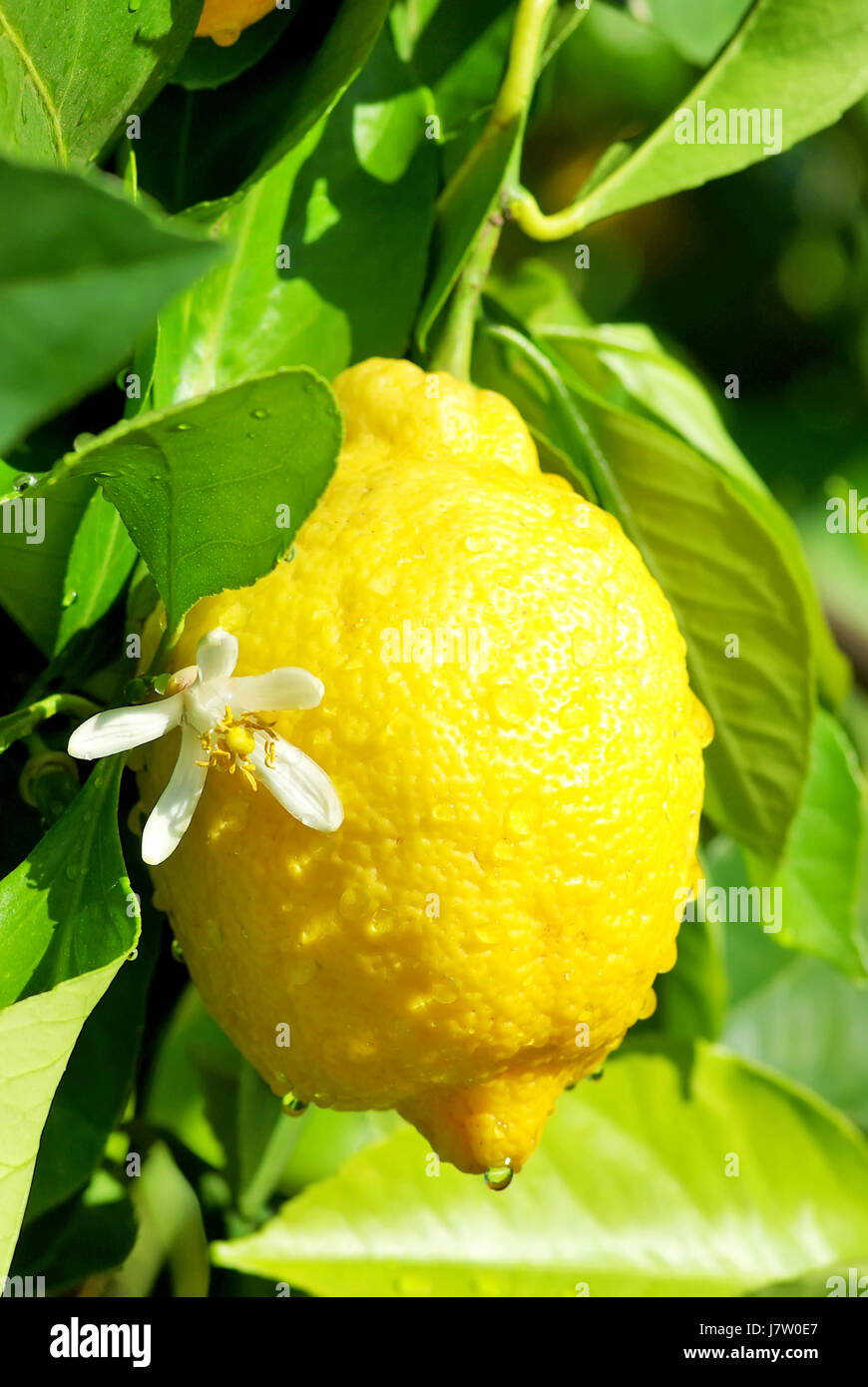 leaf branch lemon citron citrus hanging hang up orange food aliment ...