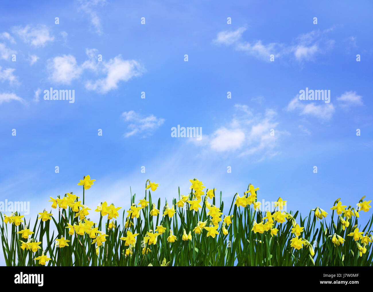 isolated spring season backgrounds meadow firmament sky blue flower ...