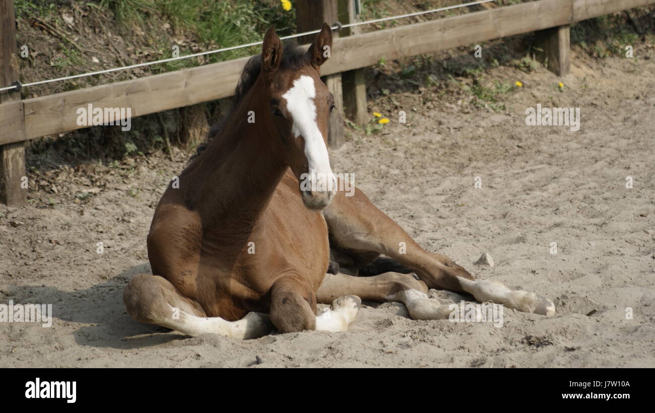 sleep sleeping horse mare foal facilitate ease resting relax recover ...