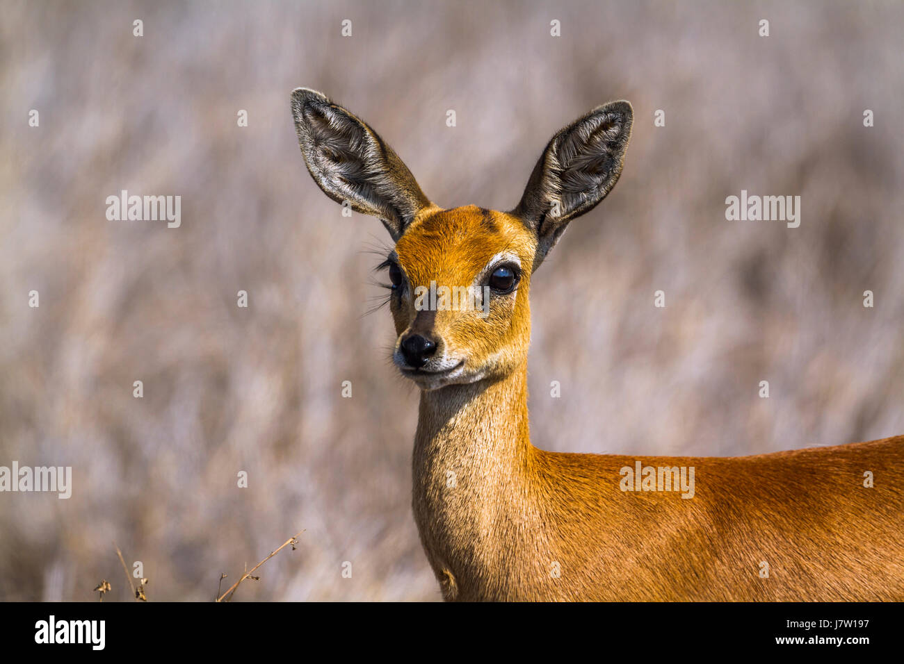 Grey duiker portrait hi-res stock photography and images - Alamy