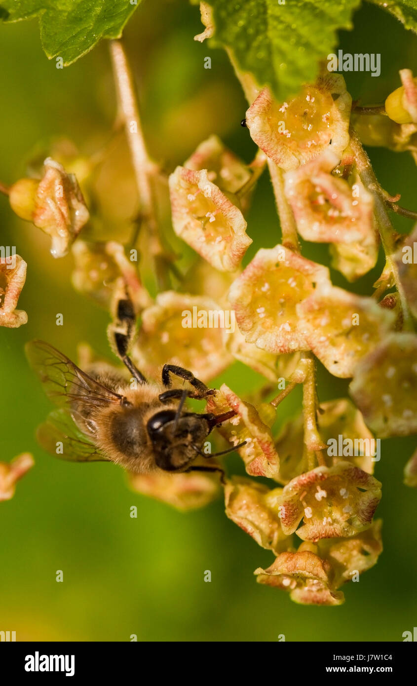 insect bloom blossom flourish flourishing wing spring pollen honey bee ...