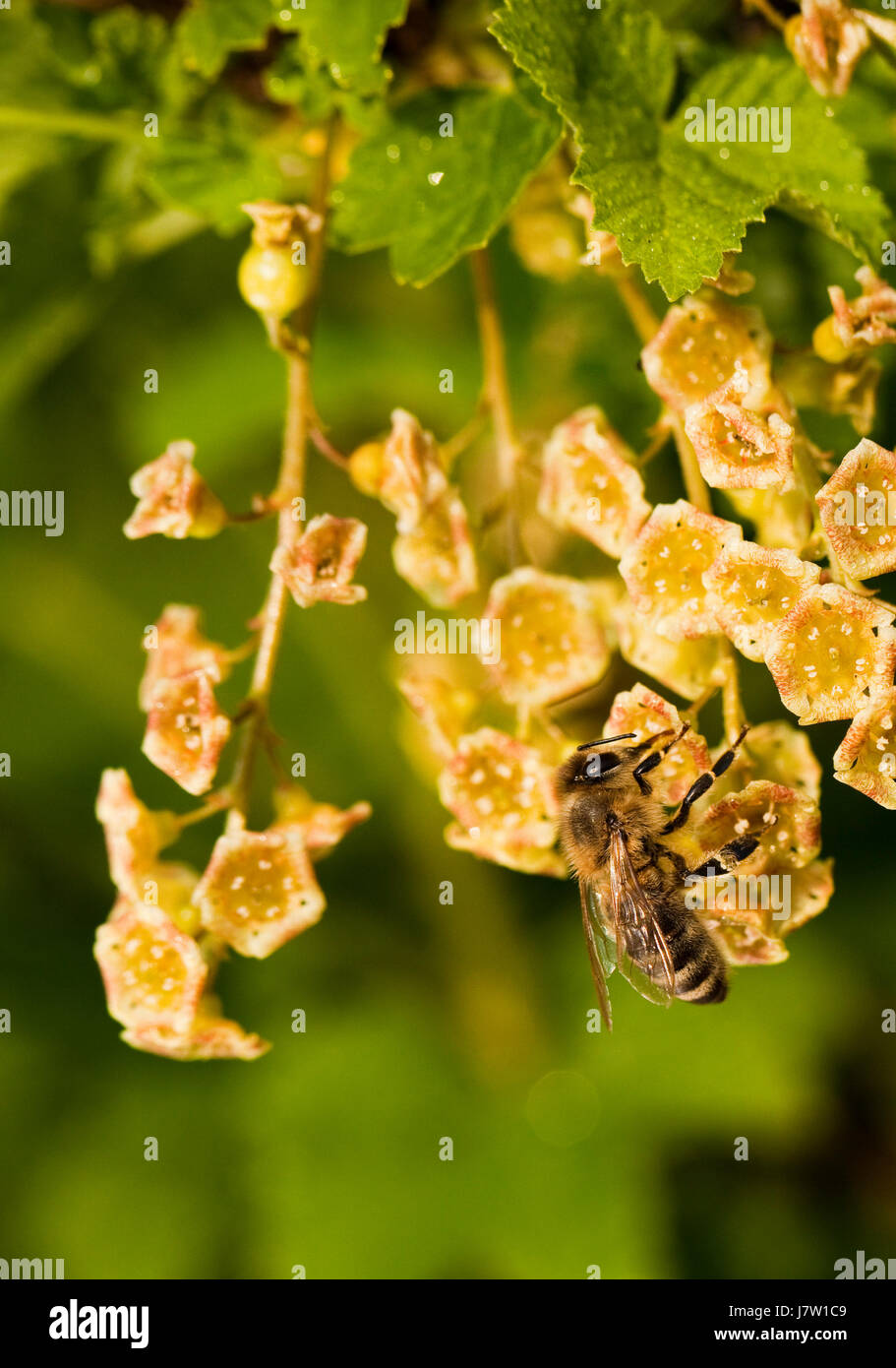 insect bloom blossom flourish flourishing wing spring pollen honey bee ...