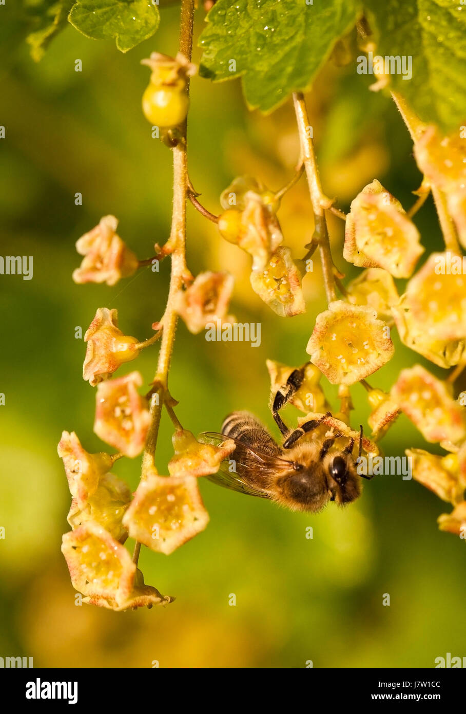 insect bloom blossom flourish flourishing wing spring pollen honey bee ...