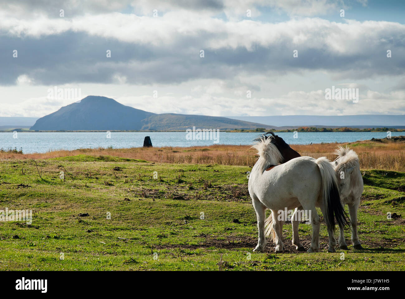mountains horse animals interior horses pony sight view outlook ...