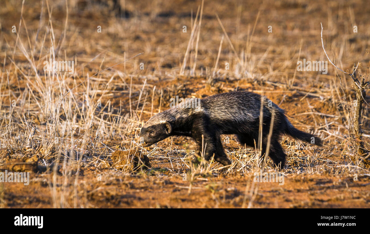 Honey badger in Kruger national park, South Africa ; Specie Mellivora ...