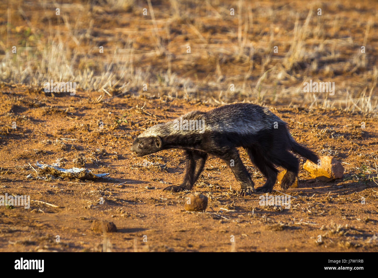 Honey badger in Kruger national park, South Africa ; Specie Mellivora ...