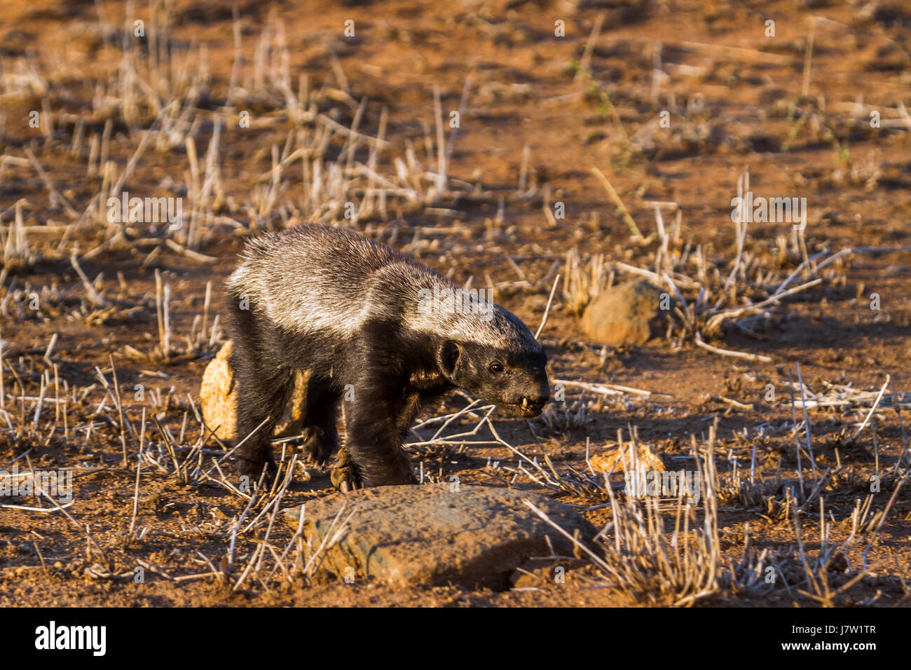Honey badger in Kruger national park, South Africa ; Specie Mellivora ...