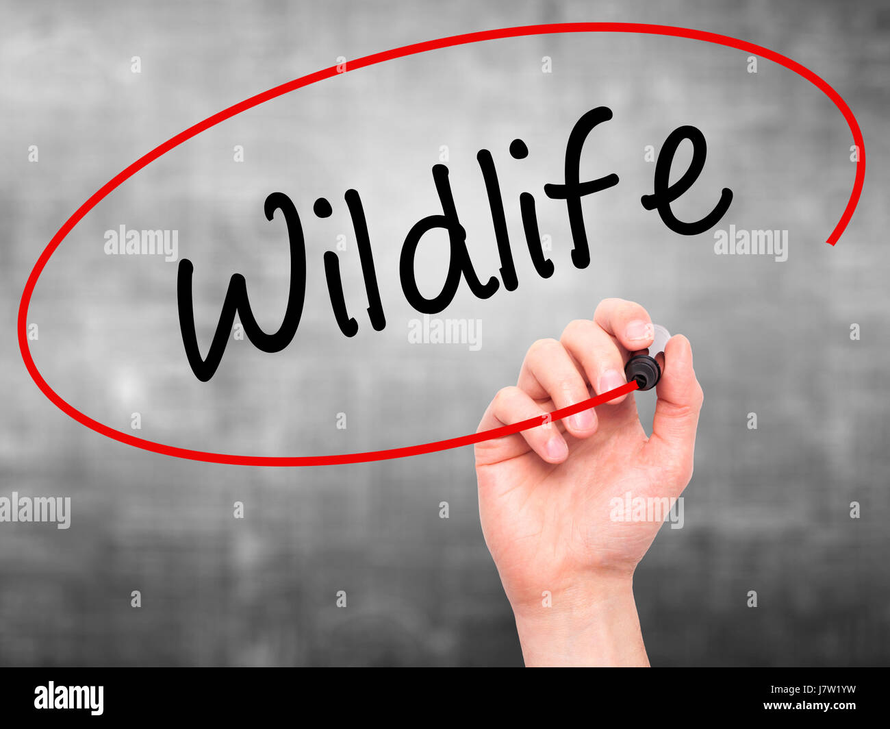 Man Hand writing Wildlife with black marker on visual screen. Isolated ...